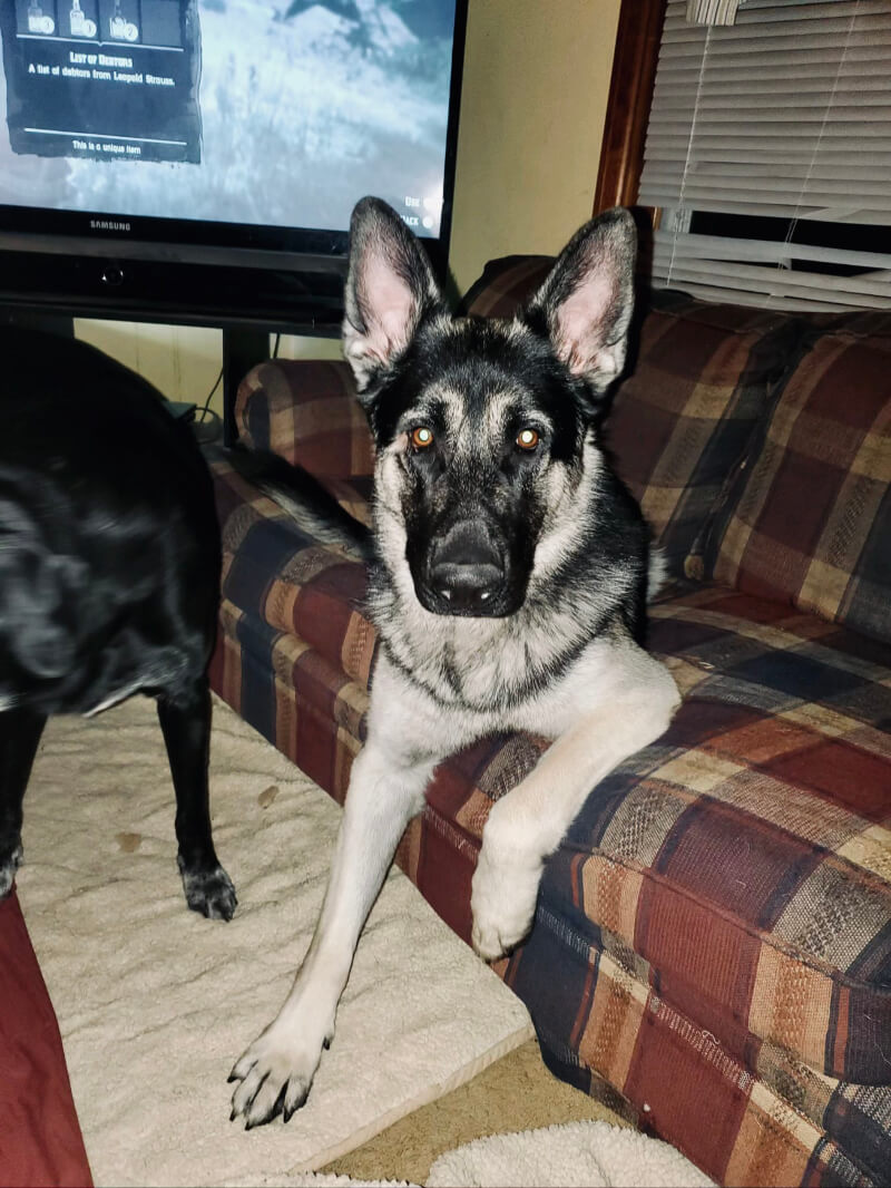 Adopted Pets - Second Chance for Pets