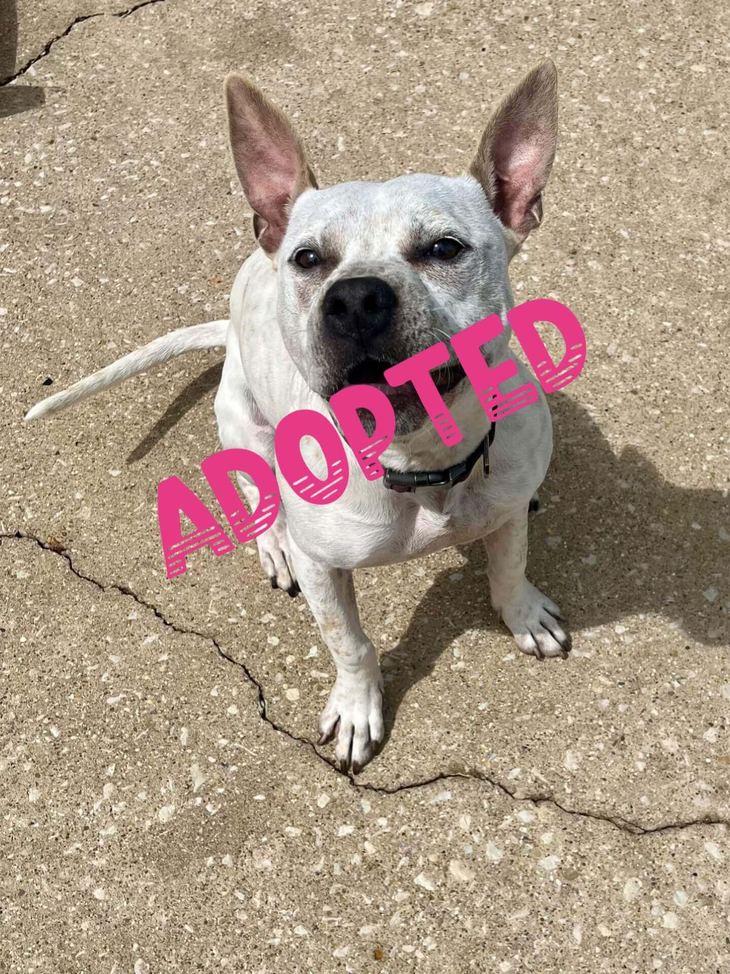 Adopted Pets - Second Chance for Pets